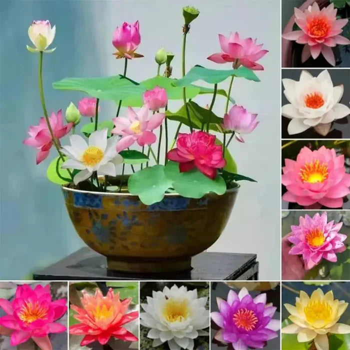 Premium Lotus Flower Seeds – Shoppymize